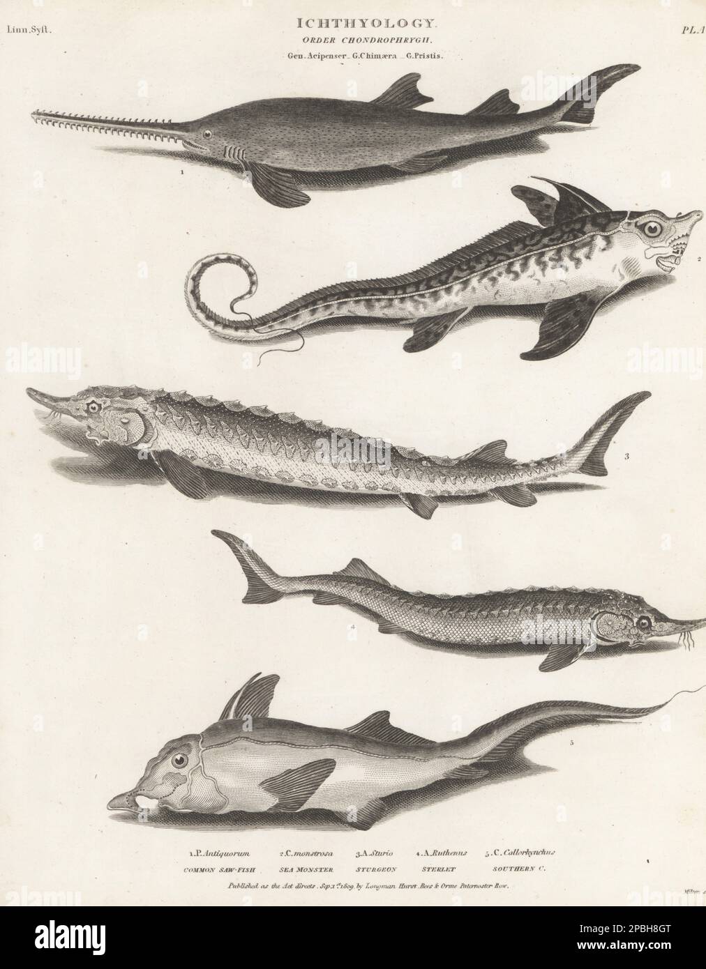 Sturgeon drawing hi-res stock photography and images - Alamy