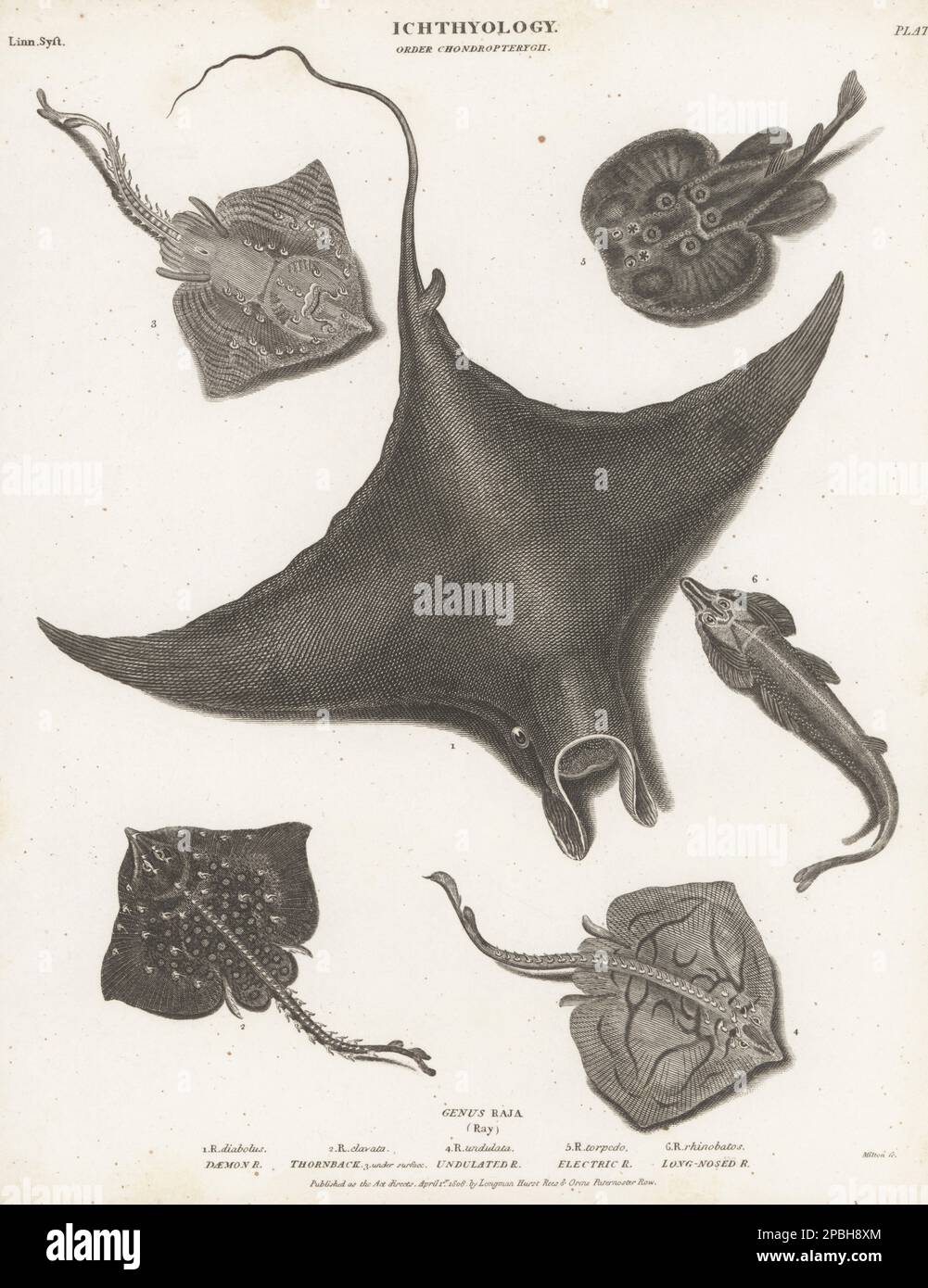 Endangered devil fish, Mobula mobular 1, Madeiran ray, Raja clavata 2 ...