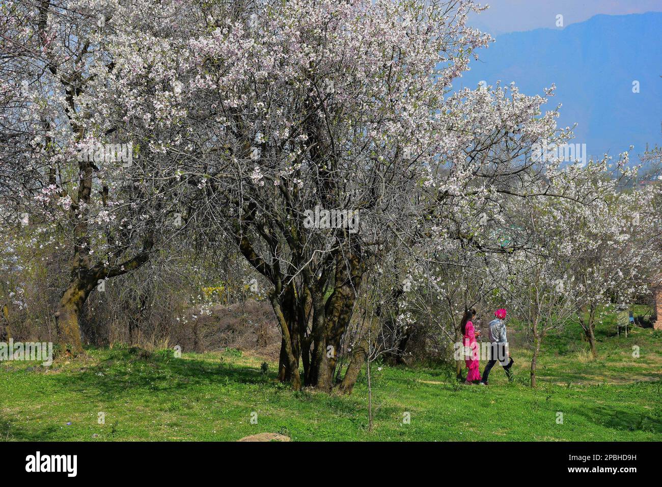 Srinagar, India. 12th Mar, 2023. An Indian tourist couple walks inside ...