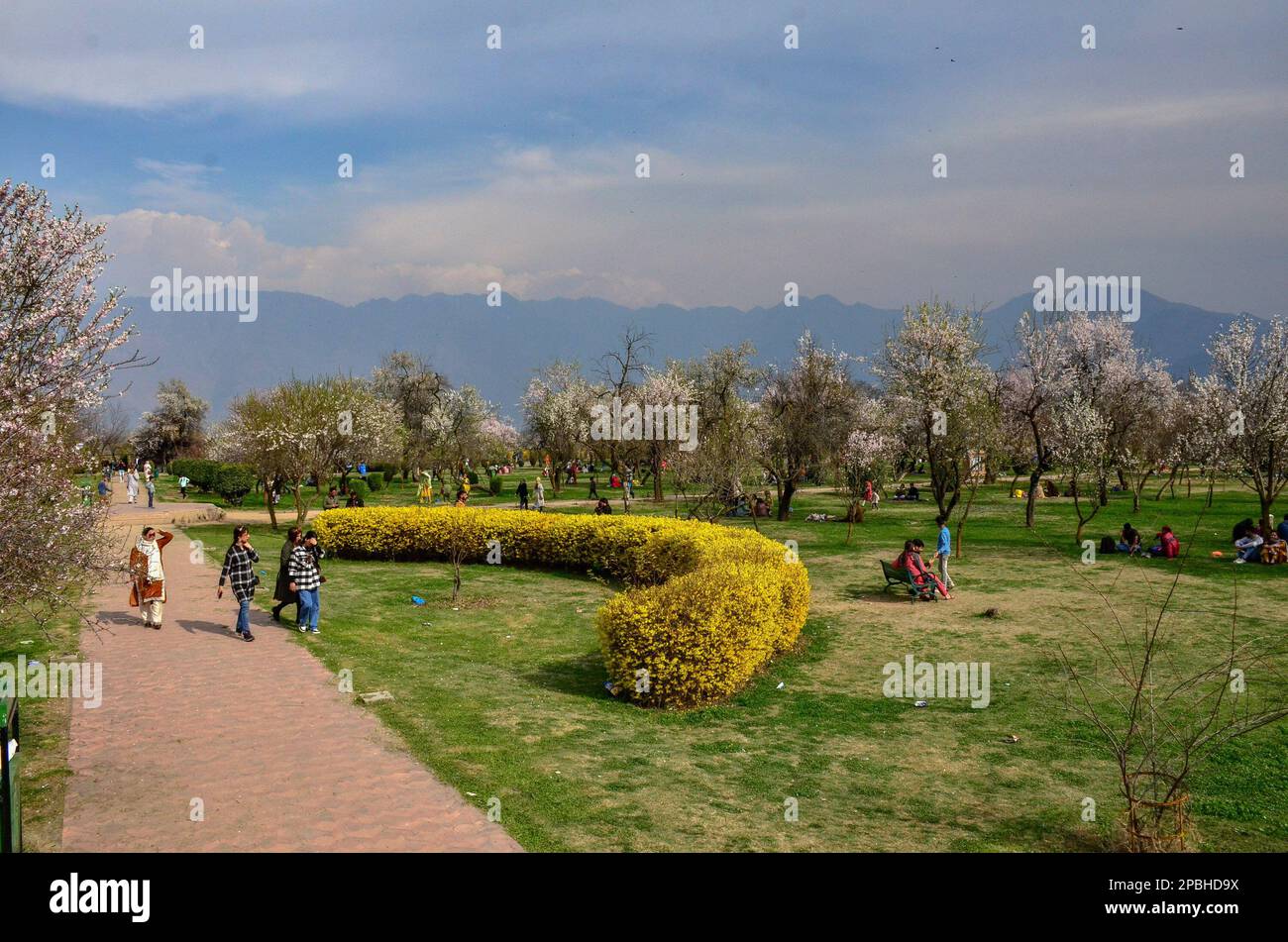 Srinagar, India. 12th Mar, 2023. Visitors explore the blooming almond ...