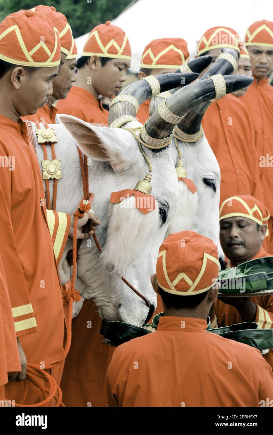 Sacred oxen are offered with symbolic bowls of foods during the plowing ...