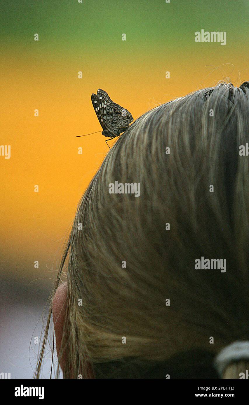 A Hackberry butterfly lands on the head of Sarah Hance of Mesquite ...