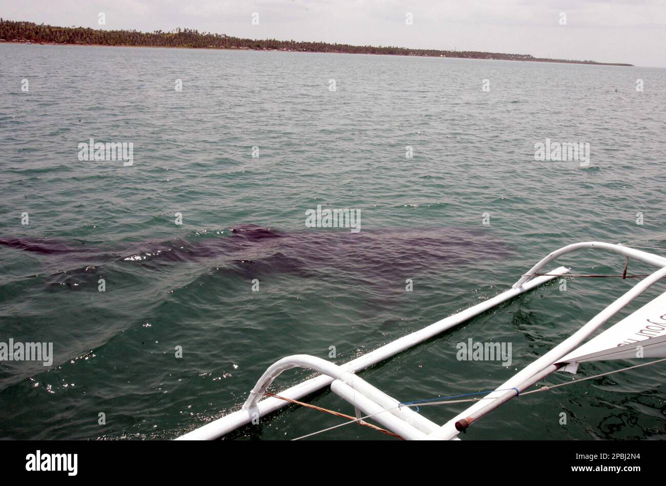A whale shark, the world's biggest fish, surfaces close to the ...
