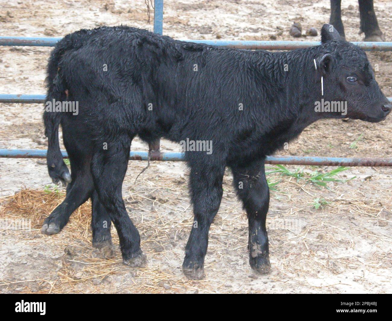 A six-legged calf, born on the farm of Brian Slocum of Litchfield, Neb ...