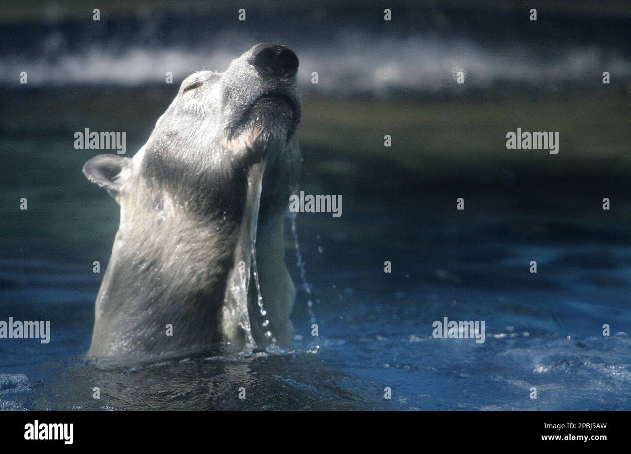 Seventeen-year-old Inuka the polar bear emerges from the water, Friday ...