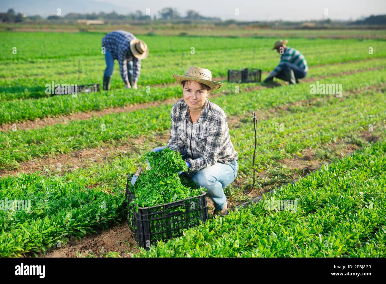Focused woman farmer picking arugula on field Stock Photo - Alamy