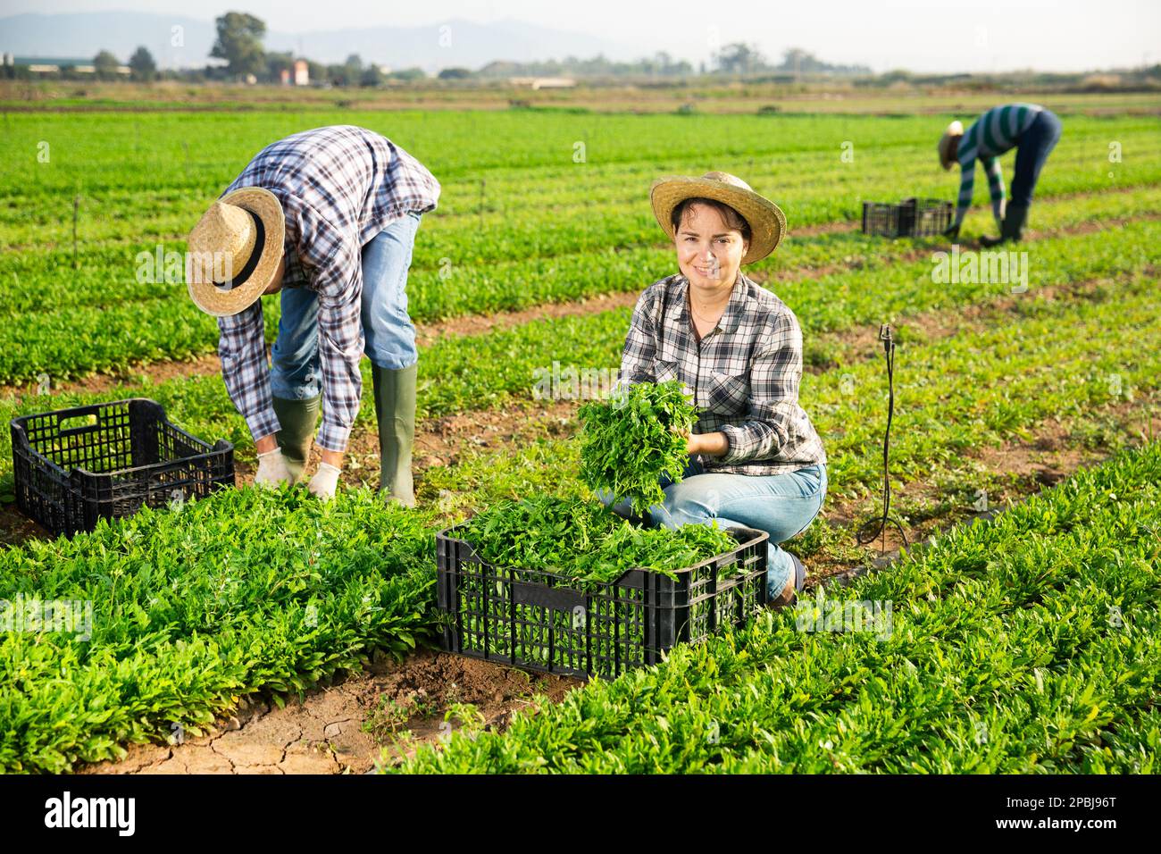 Focused woman farmer picking arugula on field Stock Photo - Alamy