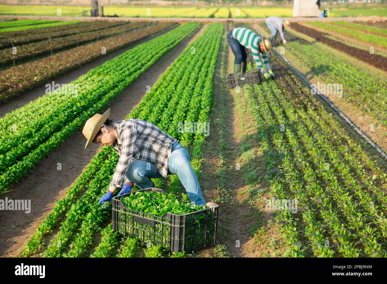 Corn picker farm hi-res stock photography and images - Alamy