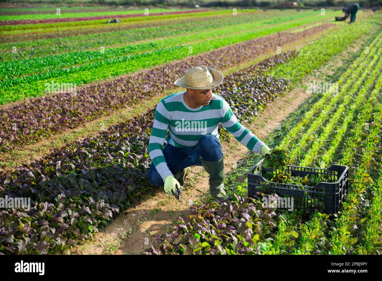 Hispanic farmer harvesting red mustard greens on farm plantation Stock ...