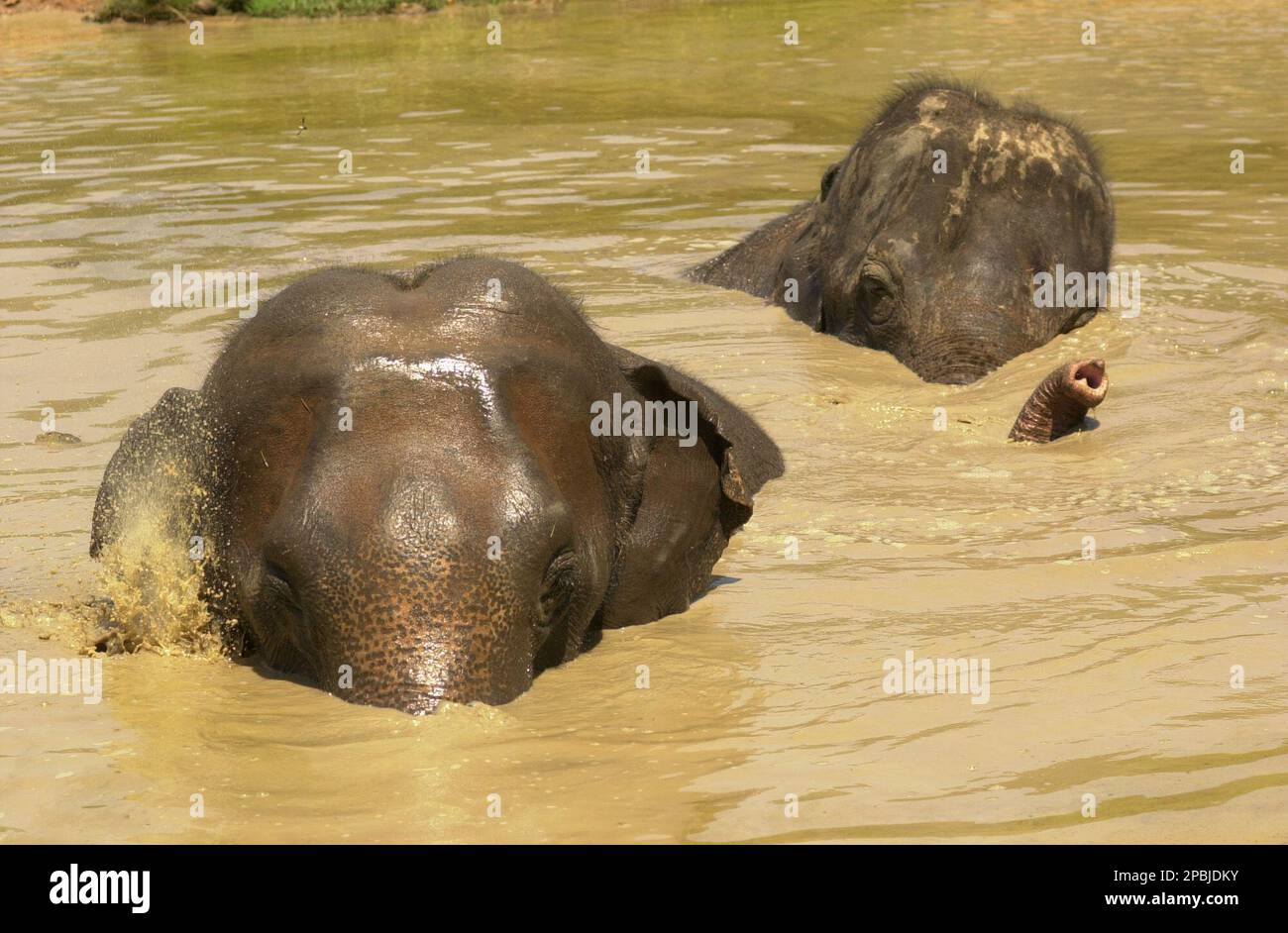 ** FILE ** Asian elephant Sissy, left, comes up for air as her pal ...
