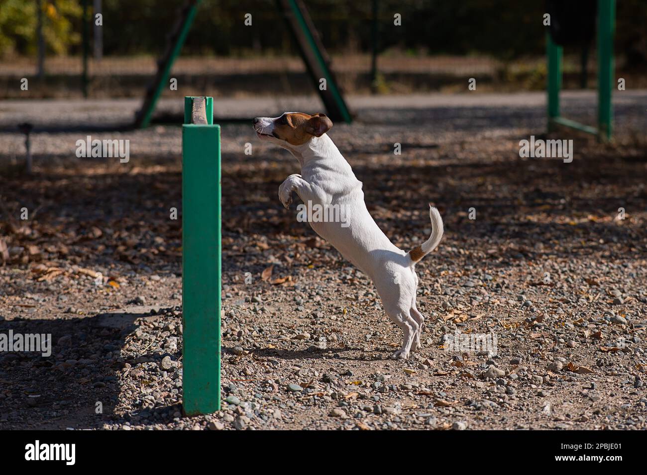 Jack Russell Terrier dog jumping over a wooden barrier in a dog ...
