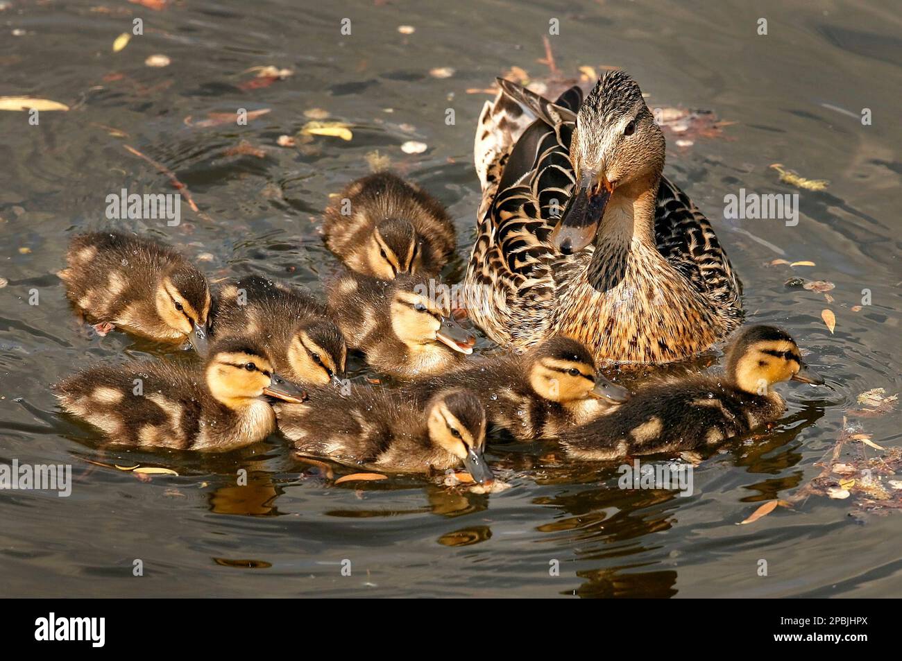 A wild duck looks after her offspring in a lake in Bucharest, Romania ...