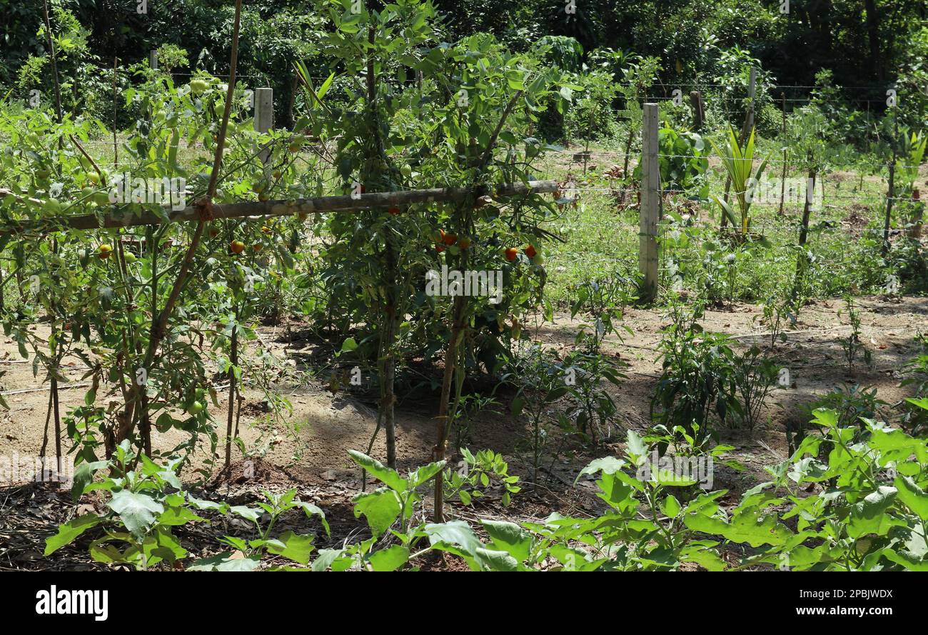 Wrong companion plants hi-res stock photography and images - Alamy