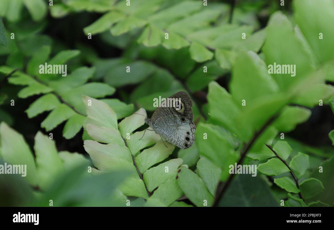 A white four ring butterfly (Ypthima Ceylonica) perched on top of a ...
