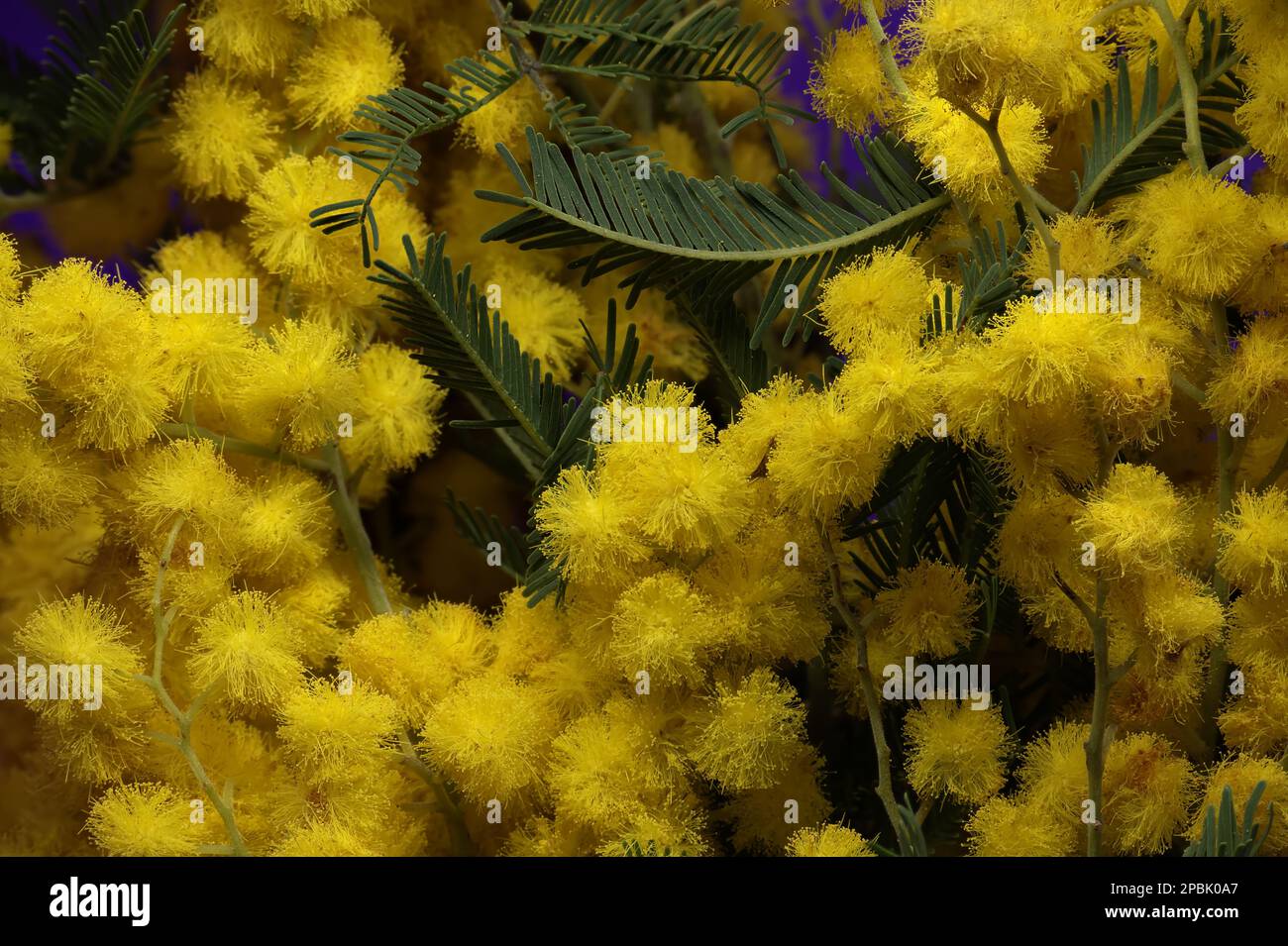 Acacia dealbata yellow fluffy balls and leaves in close-up. Mimosa ...