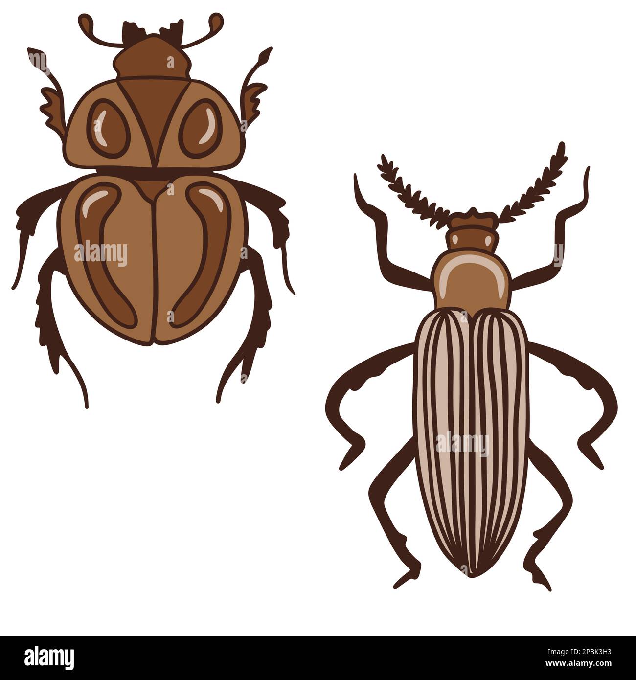 Hand drawn illustration of bug insect in beige brown colors. Nature ...