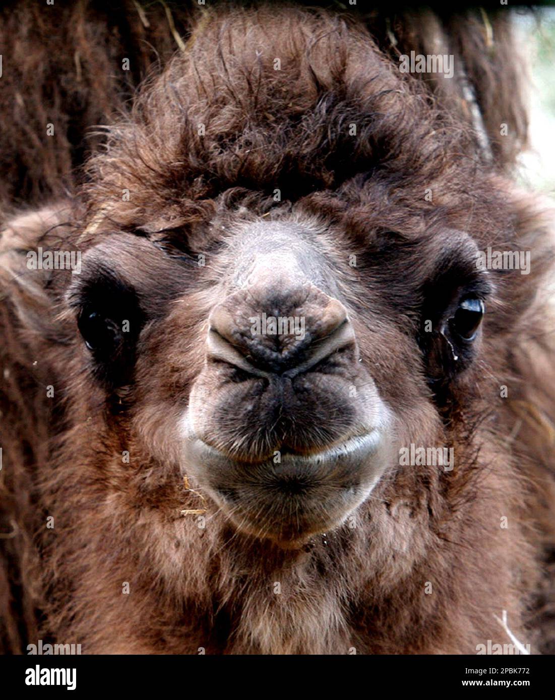 Baby Bactrian camel, Genghis, who was born on March 6, 2007 stands with ...