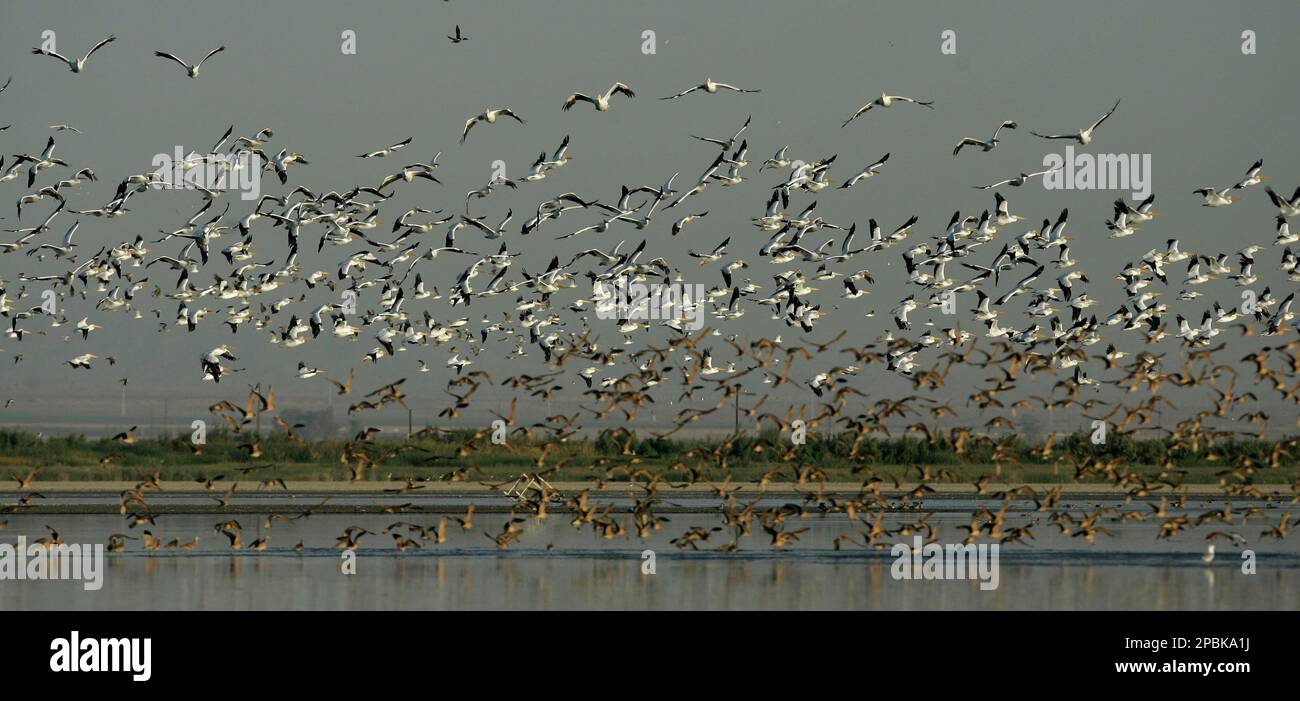 ** ADVANCE FOR WEEKEND EDITIONS APRIL 28-29 **Shore birds take flight ...