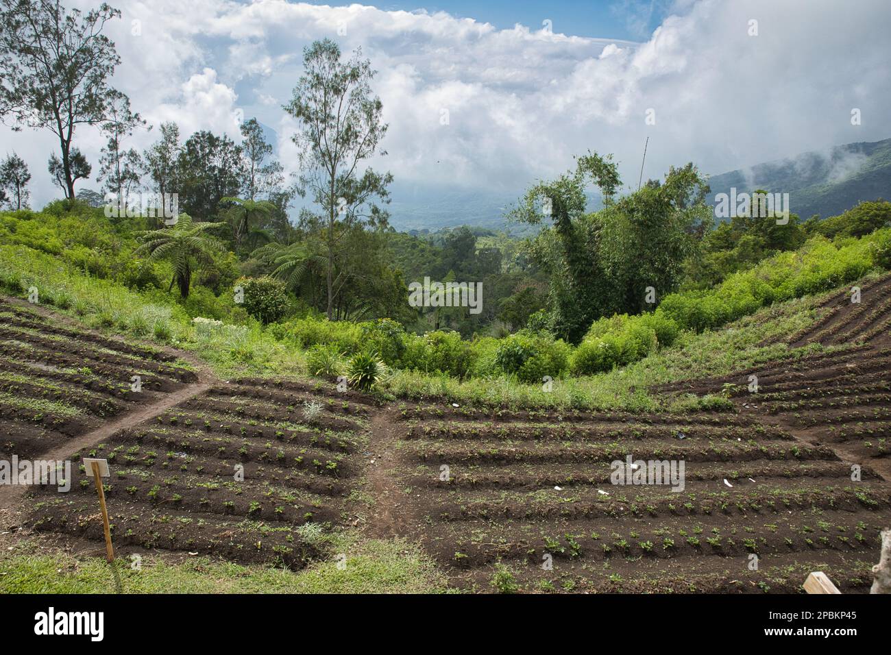 Panoramic view of a strawberry field in Ende on Flores, with a tropical ...