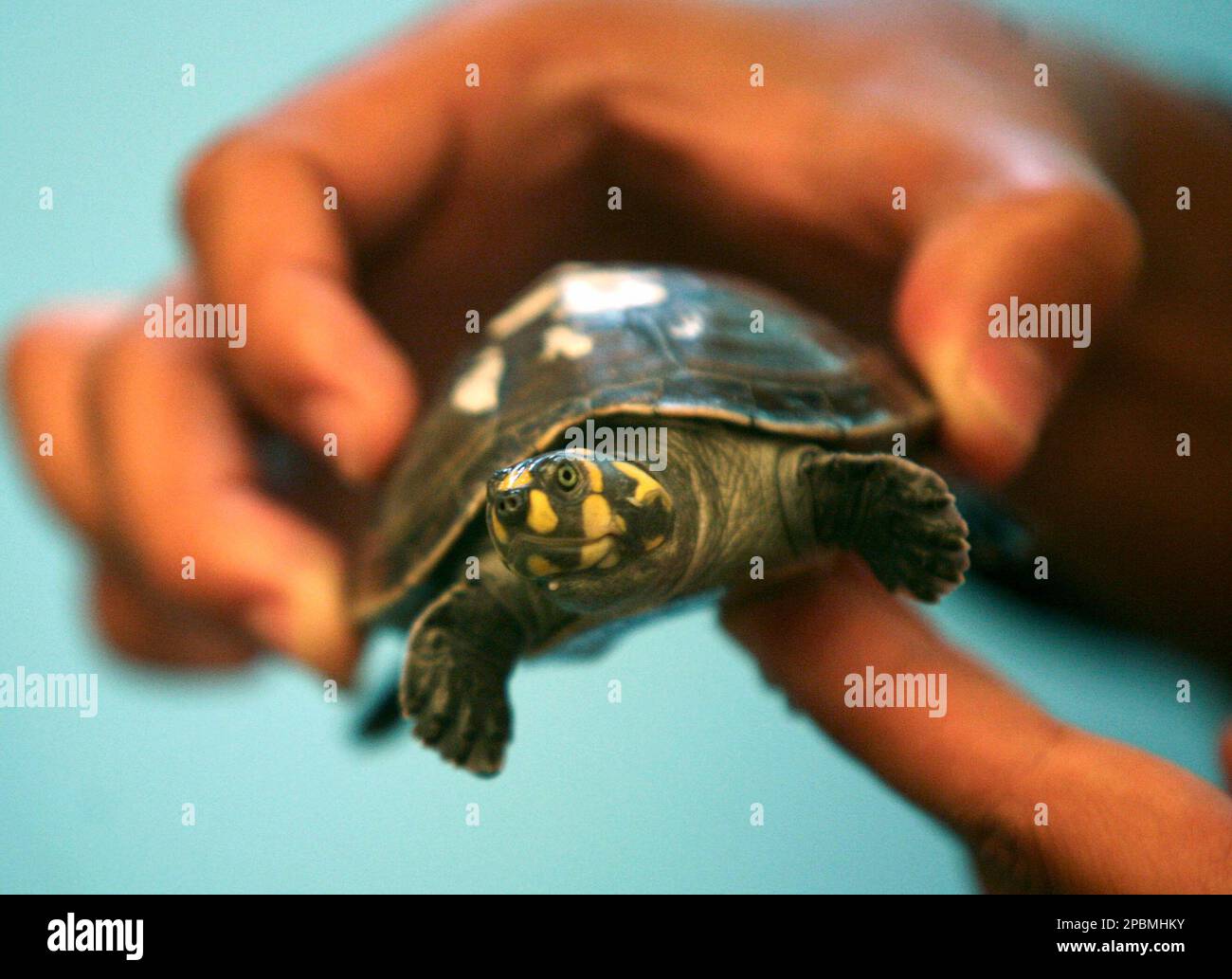 A Veterinarian shows Trachemys callirostris turtle at the animal ...