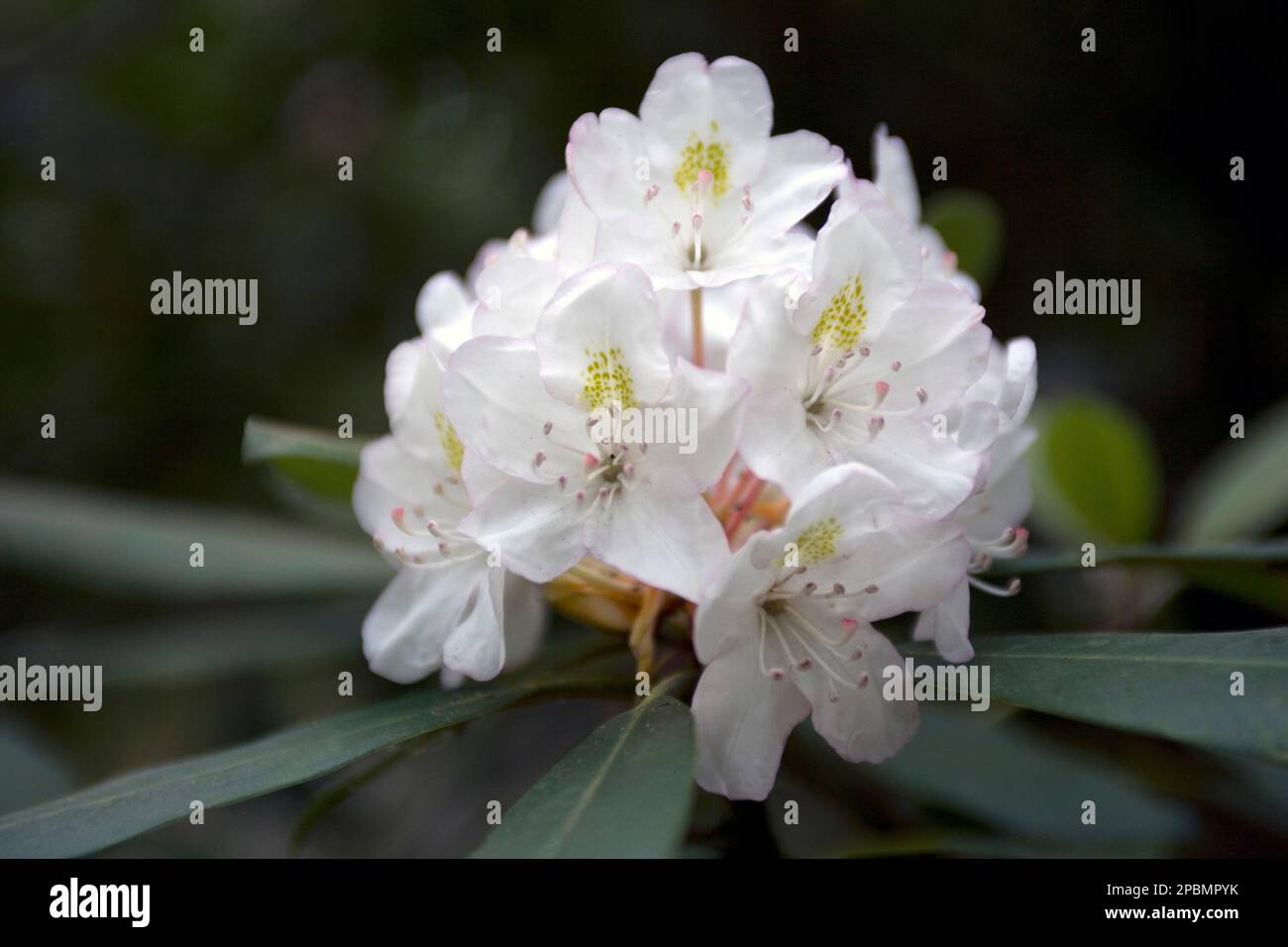 MOUNTAIN LAUREL PENNSYLVANIA STATE FLOWER USA Stock Photo - Alamy