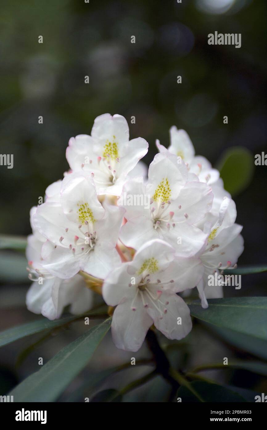 Pennsylvania state flower hi-res stock photography and images - Alamy