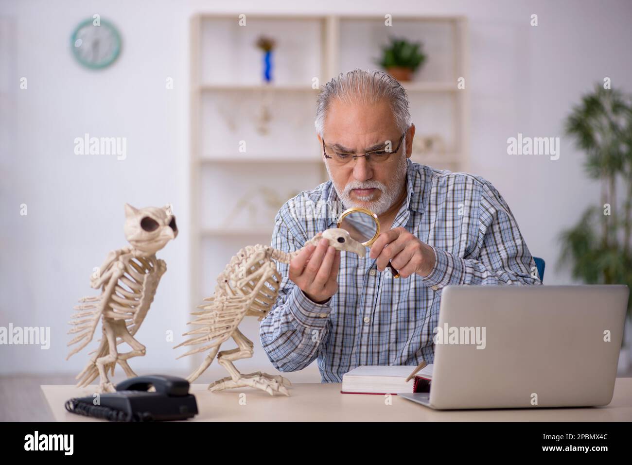 Old paleontologist examining ancient animals at lab Stock Photo - Alamy