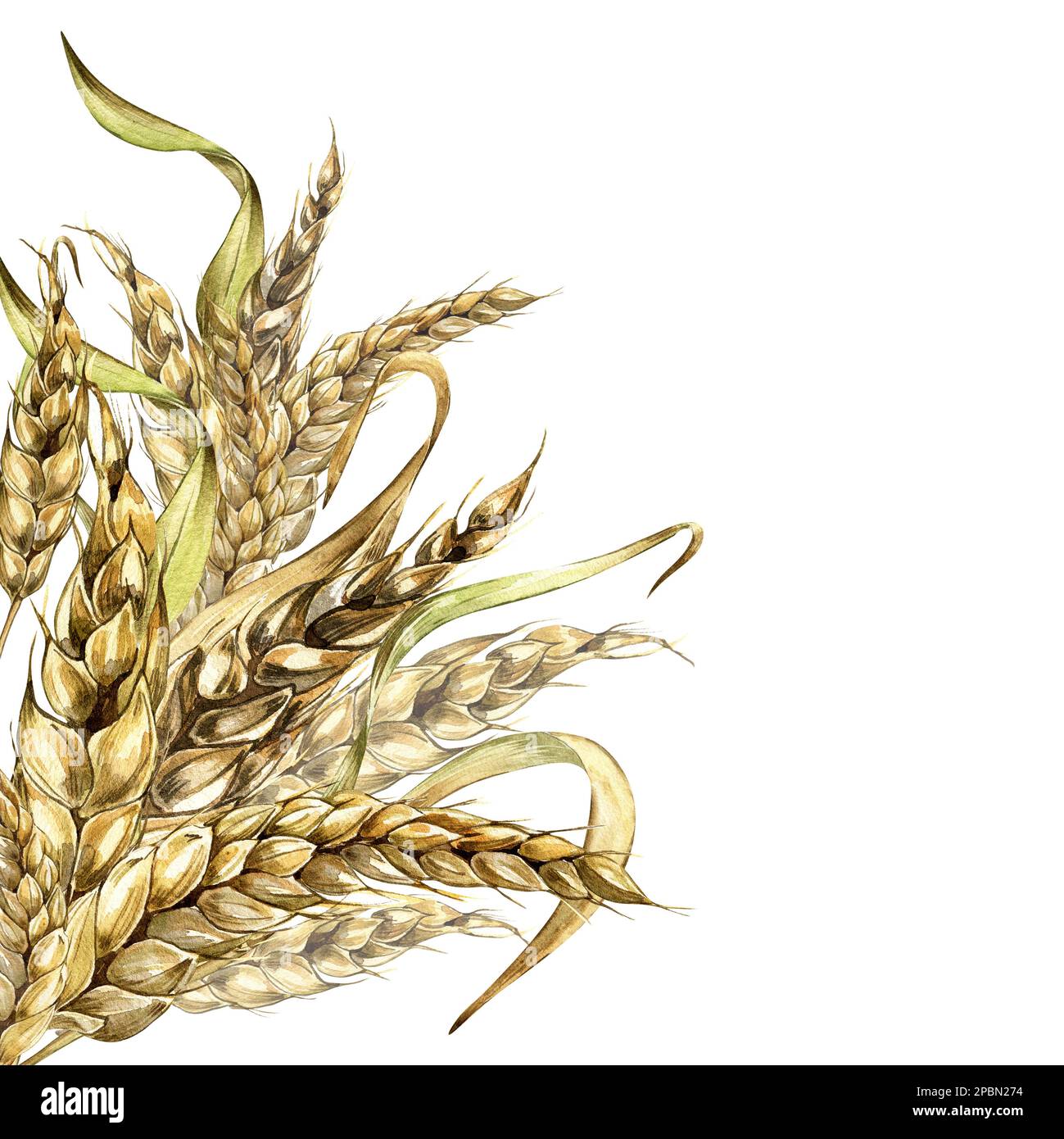 Board of wheat ear, barley watercolor illustration isolated on white ...