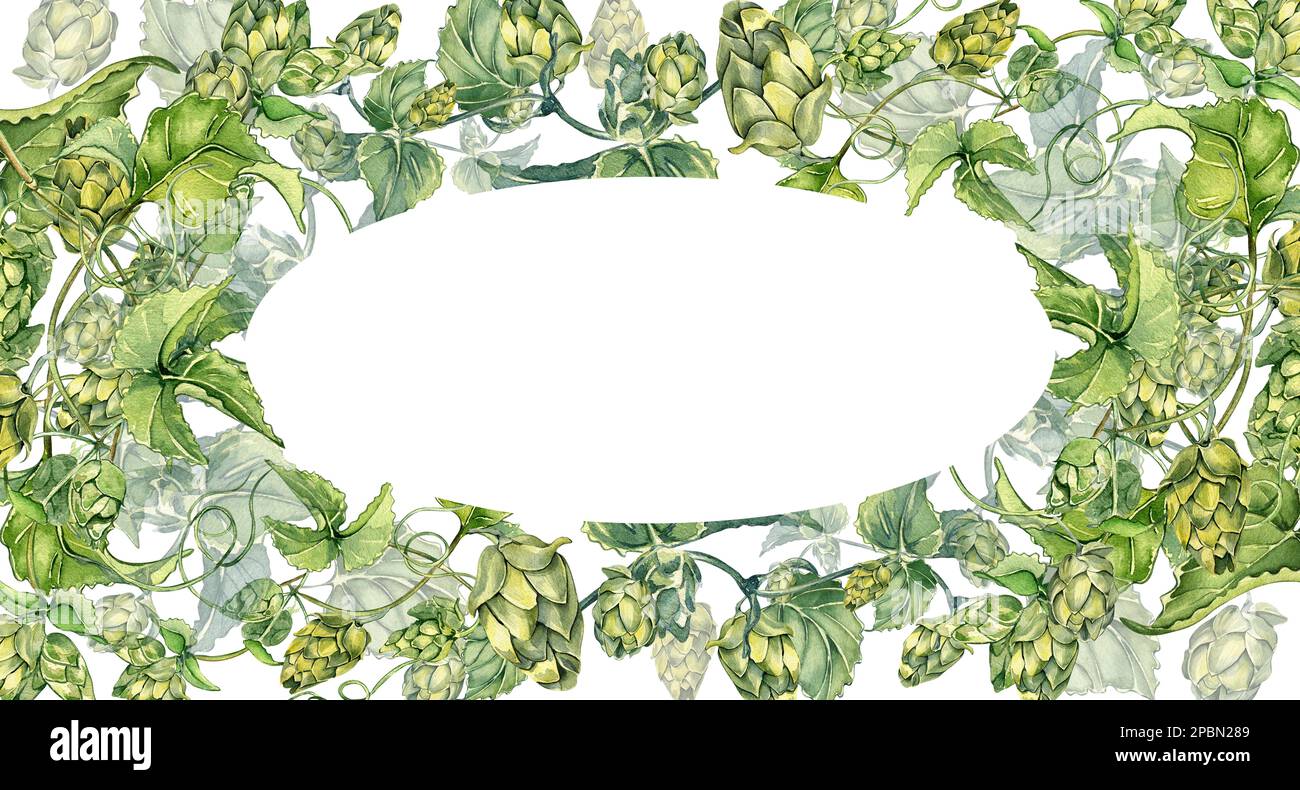 Frame of hop vine, plant humulus watercolor illustration isolated on ...