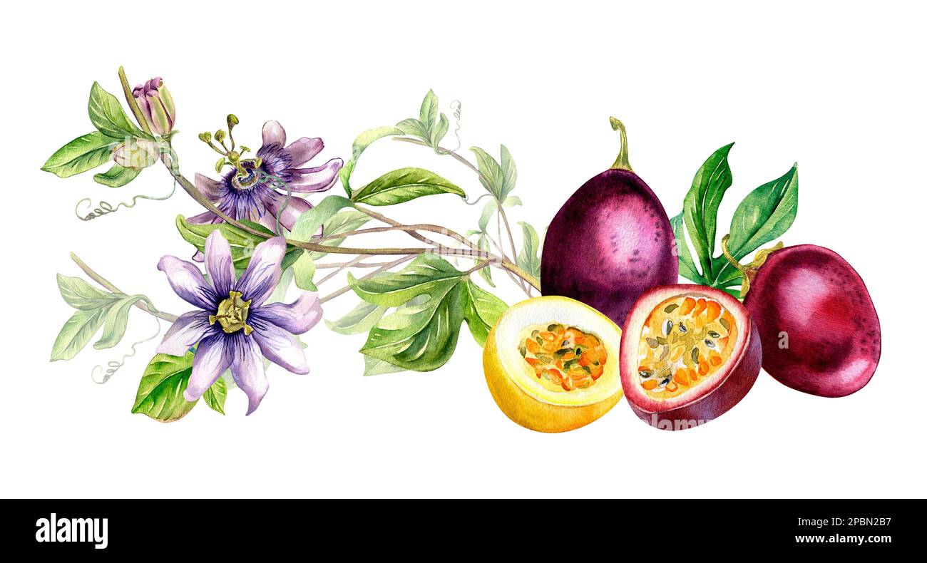 Board of passion flower plant, stem watercolor illustration isolated on ...