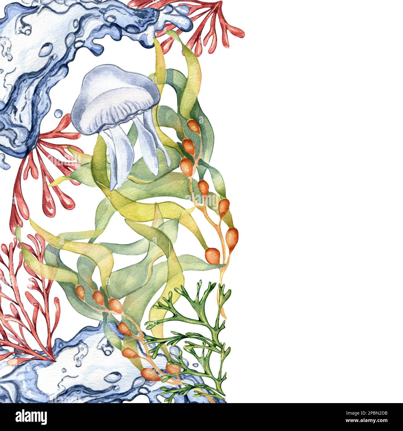 Board of colorful sea plants watercolor illustration isolated on white ...