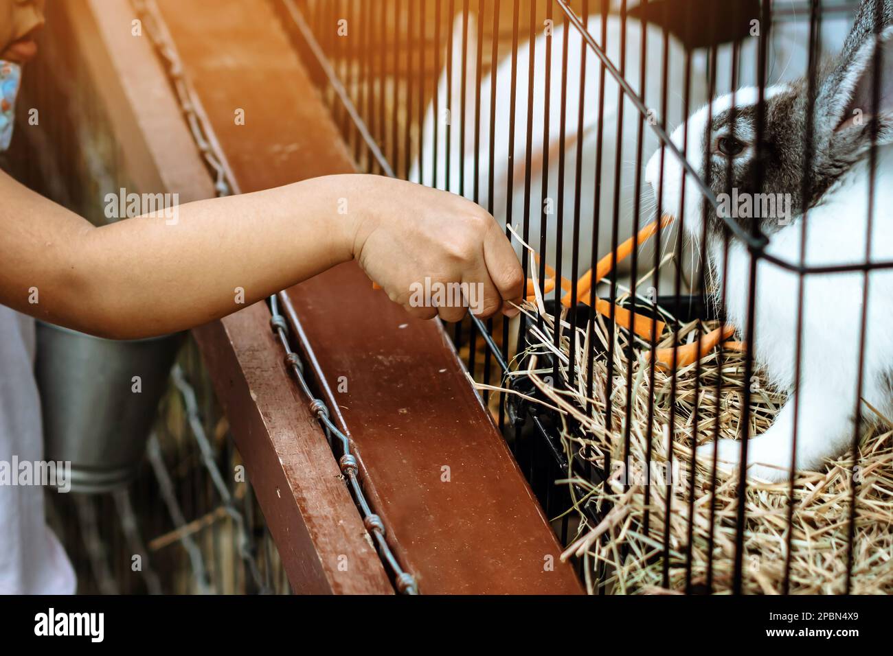 Adorable little girl feeding rabbit at farm. Kid feeding and petting ...