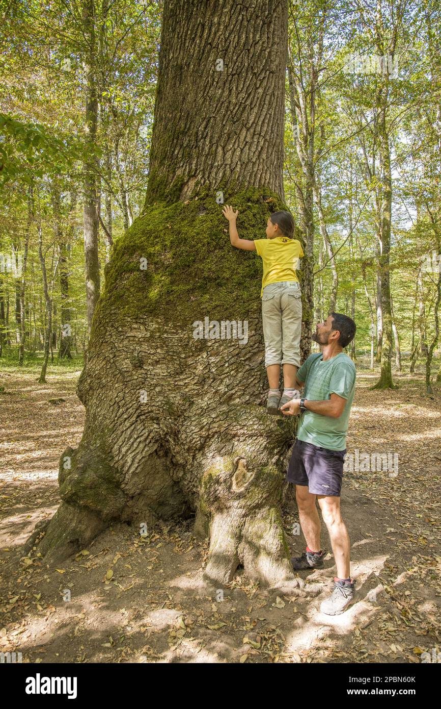 France. Auvergne. Allier (03) Discovering the giant oaks of the ...