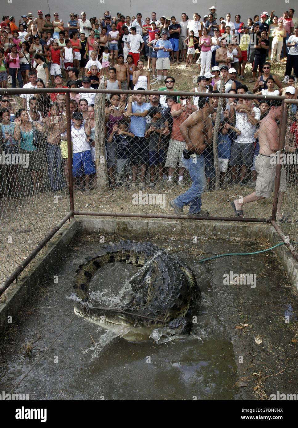 Costa Ricans look at a crocodile captured during the traditional Good ...