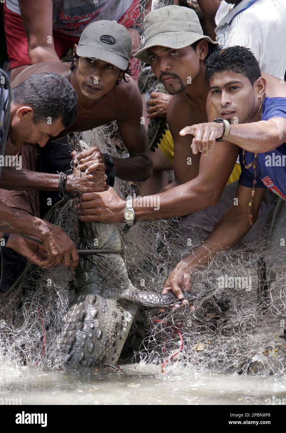 Costa Ricans capture a crocodile during the traditional Good Friday ...