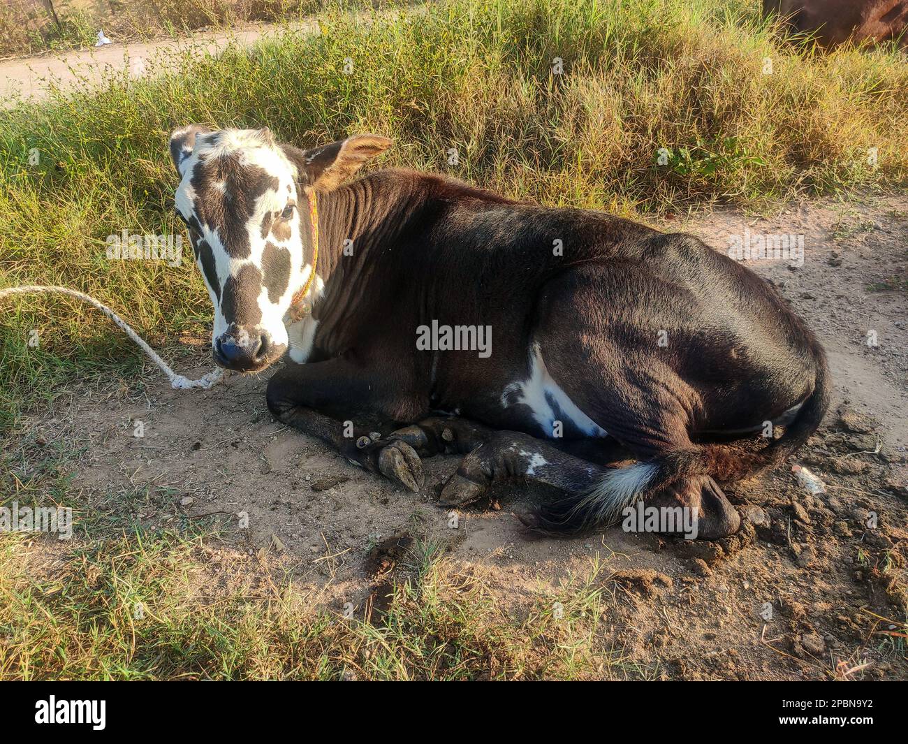 A young black-and-white spotted cow rests peacefully on a dirt path ...