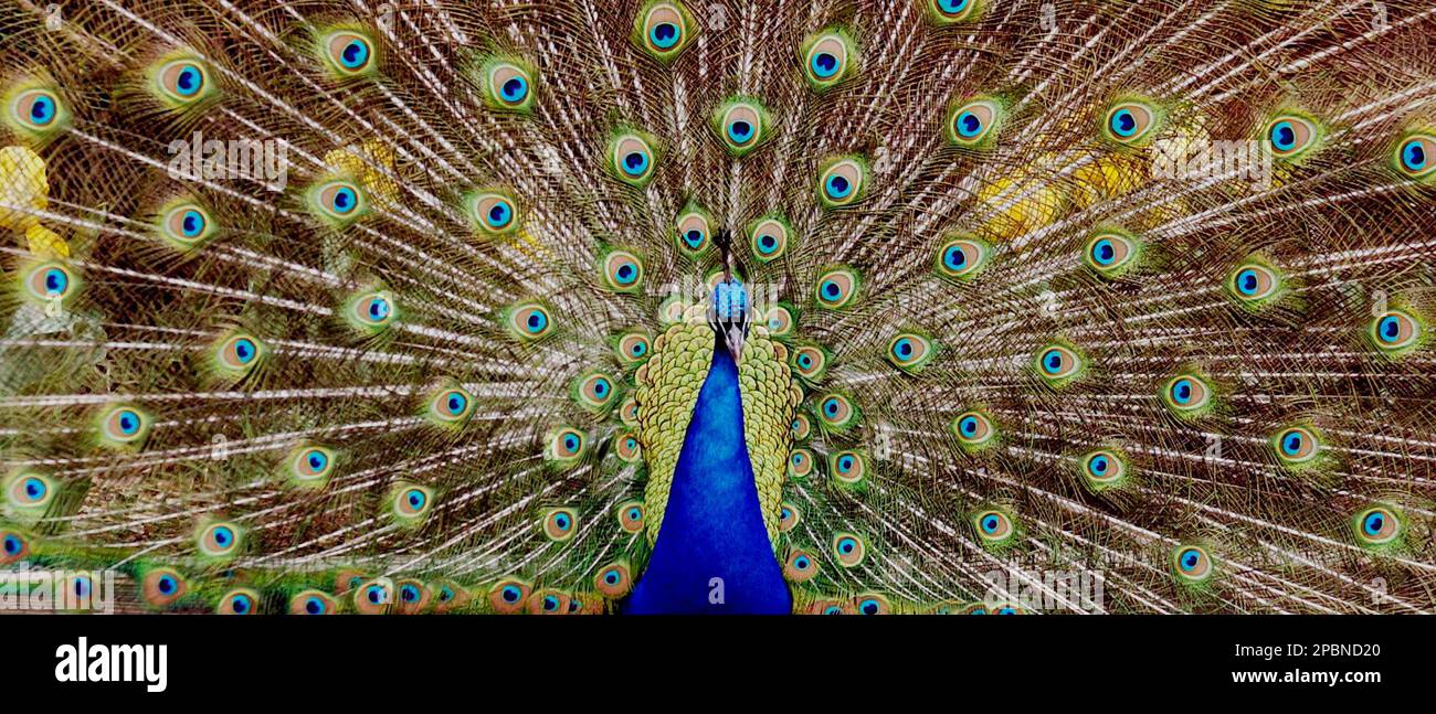 A peacock spreads its tail as it walks around an entrance of the ...