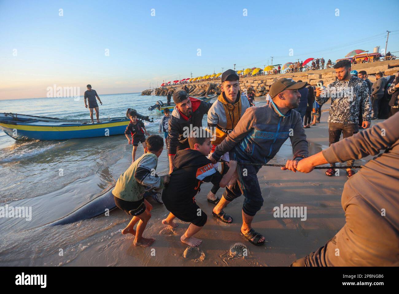 Gaza, Palestine. 12th Mar, 2023. Palestinian fishermen pull Manta Rays ...