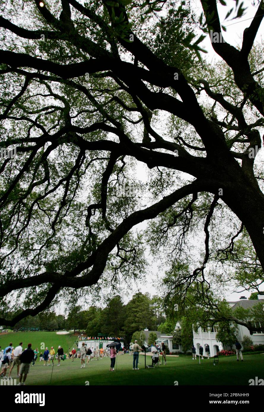 The big oak tree by the clubhouse at the Augusta National Golf Club ...
