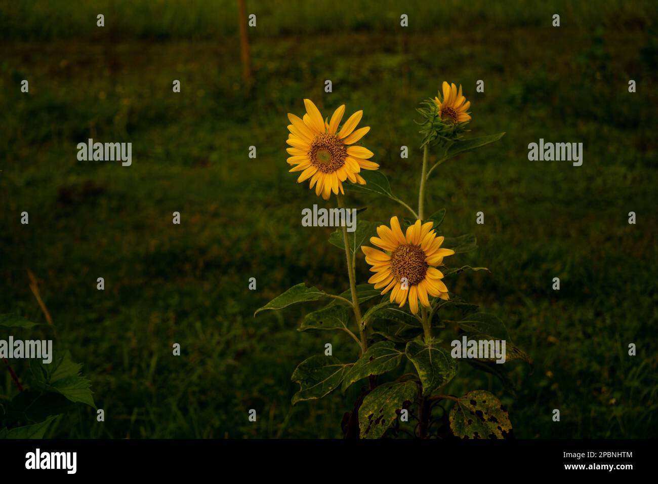 Sunflower door illustration hi-res stock photography and images - Alamy