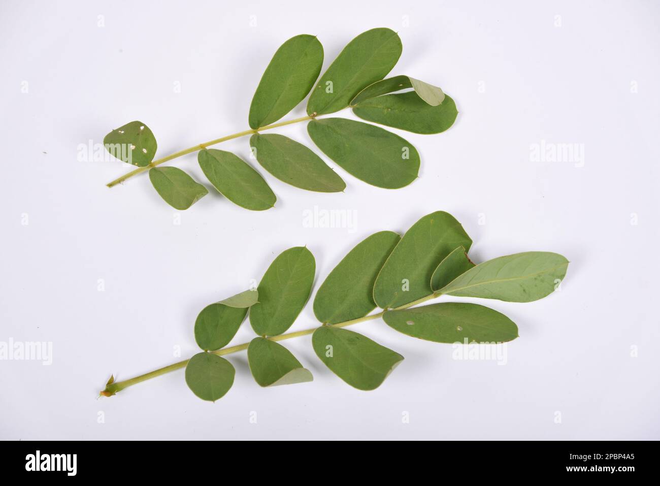 natural indigo leaves on an isolated white background Stock Photo - Alamy