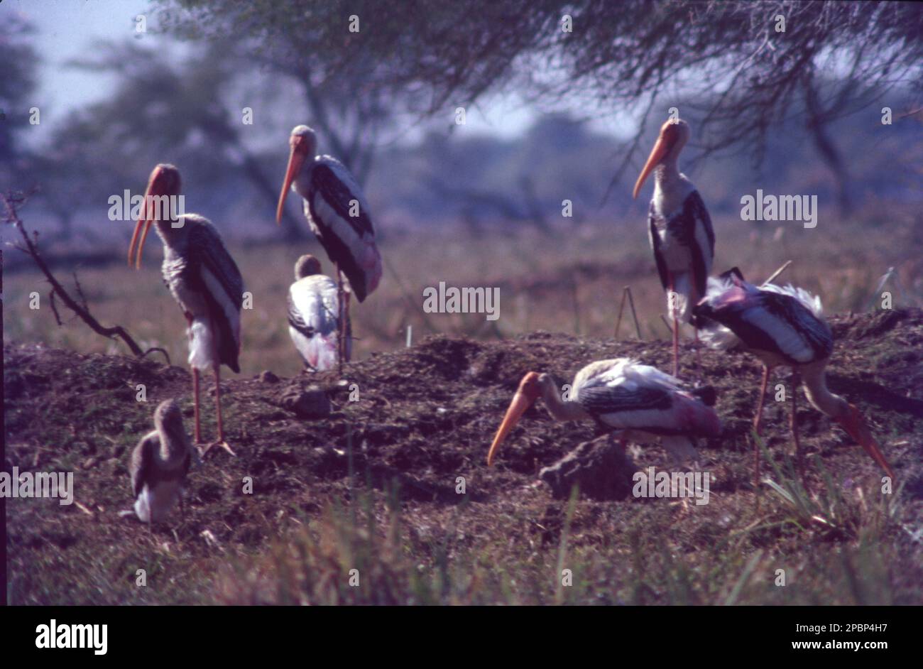 The painted stork (Mycteria leucocephala) is a large wader in the stork ...