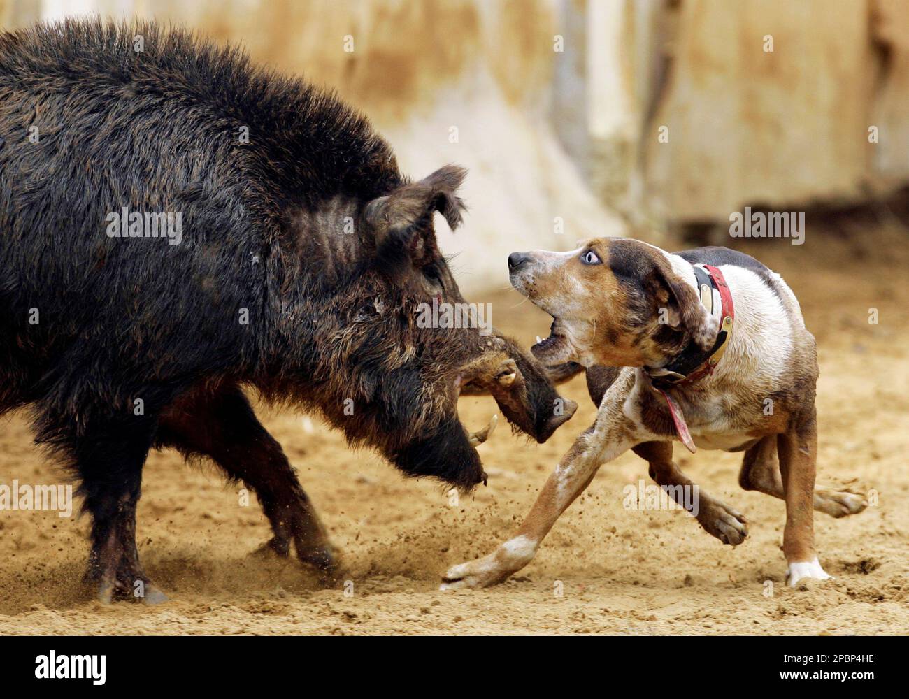 Rhino works to corner the hog during Uncle Earl's 13th Annual Hog Dog ...