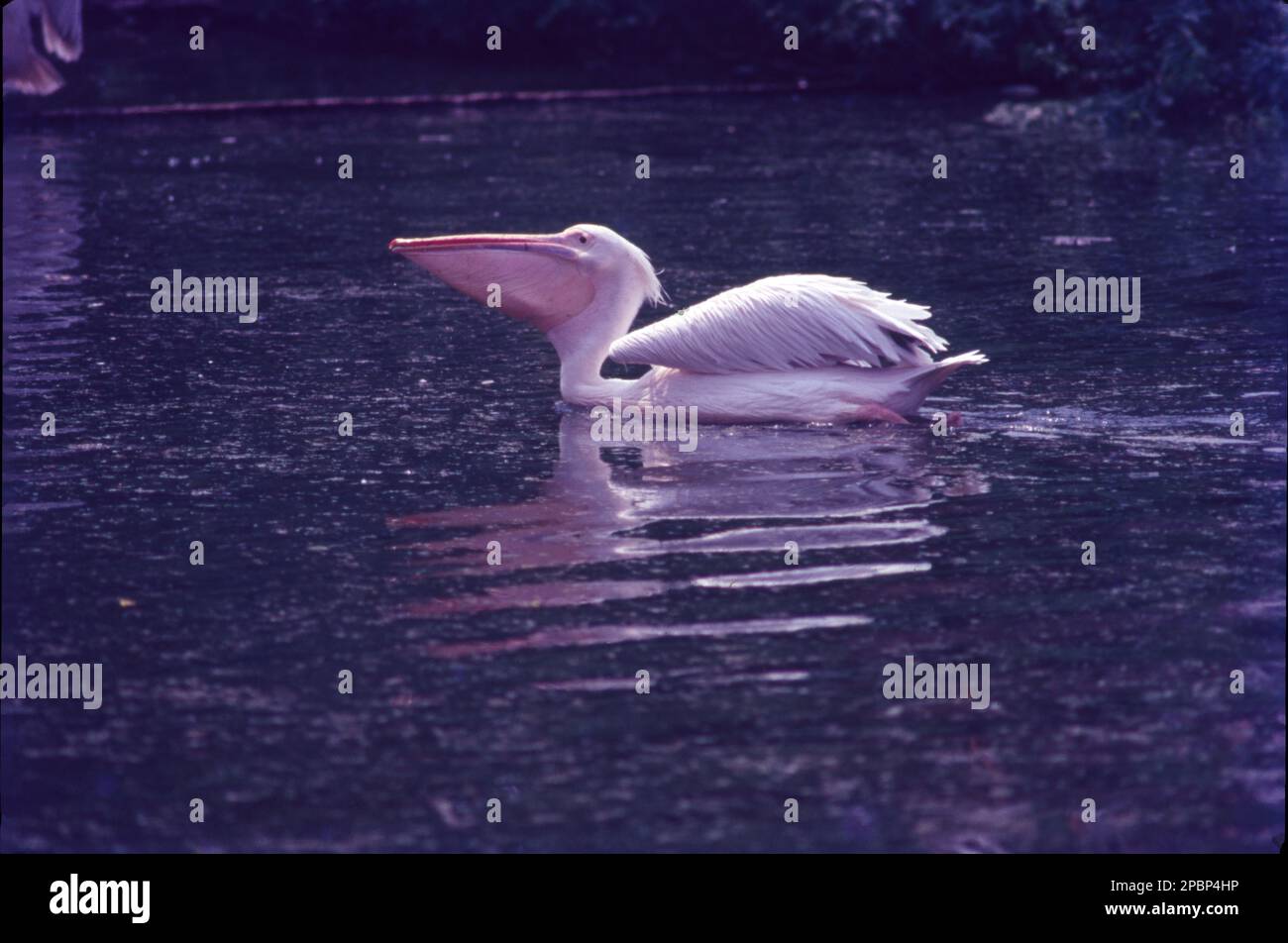 Pelicans are a genus of large water birds that make up the family ...