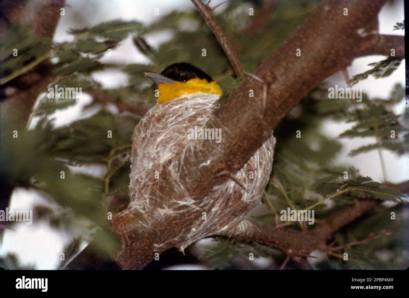 The Lora is an amazonian parrot. It is bright green with a yellow face ...