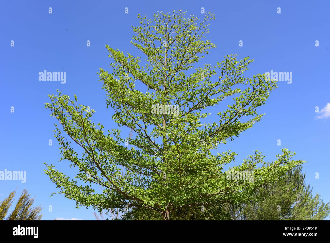 Homestead plant hi-res stock photography and images - Alamy