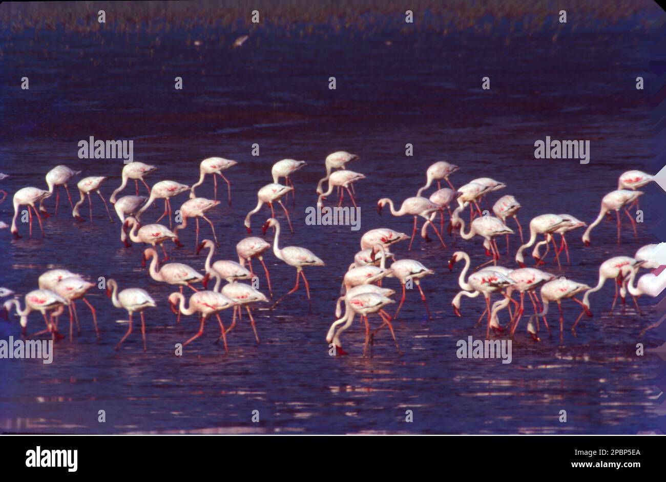 Flamingos have slender legs, long, graceful necks, large wings, and ...