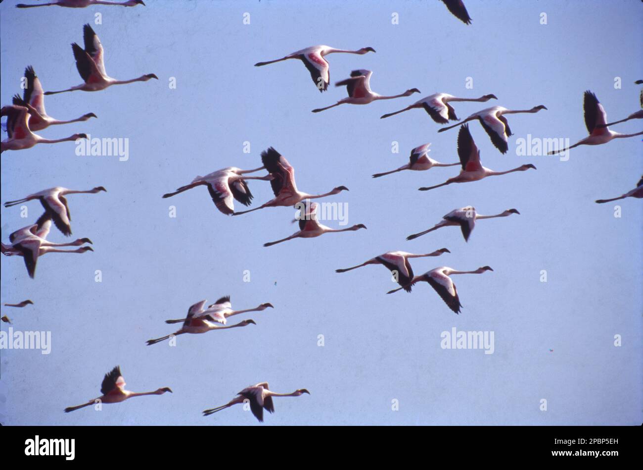 Flamingos have slender legs, long, graceful necks, large wings, and ...