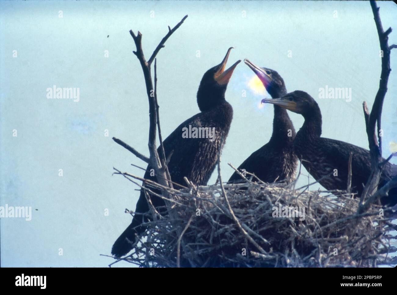 The great cormorant, known as the black shag or kawau in New Zealand ...