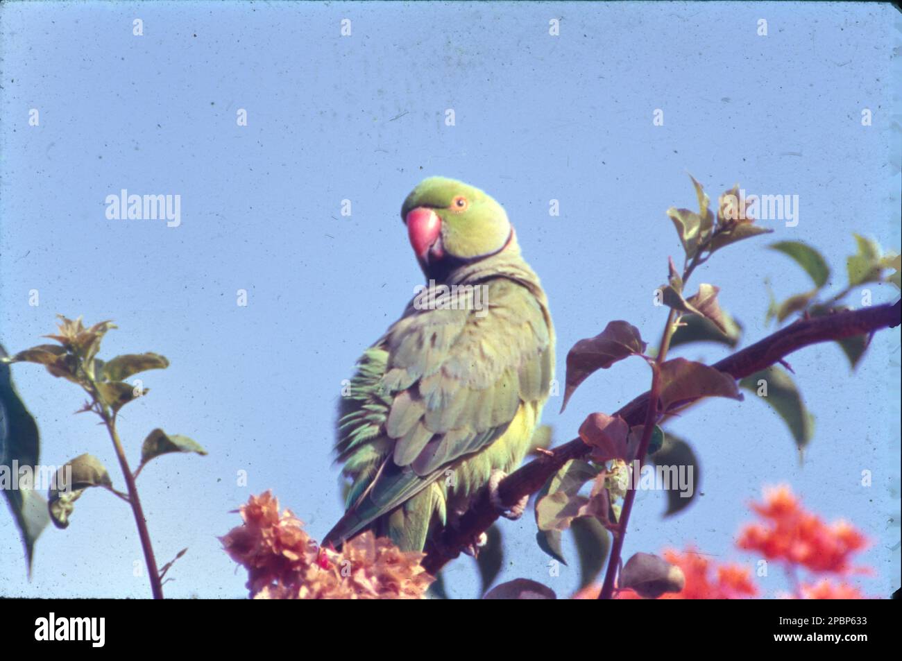 Vibrantly bright green parakeet hi-res stock photography and images - Alamy